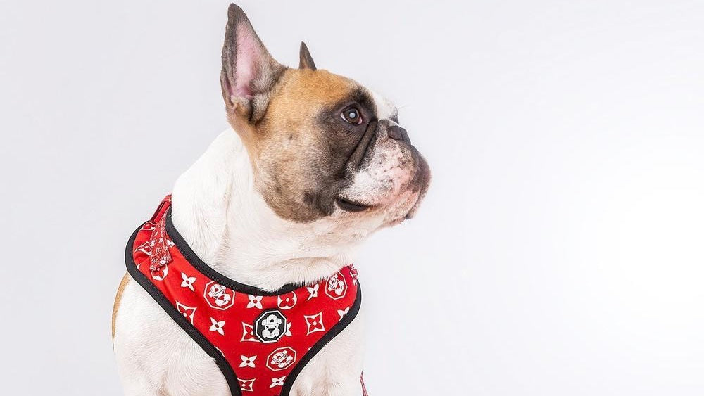 Démystifier le harnais et le licou – Chien Mondain